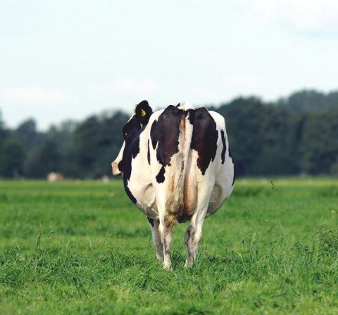 Mandatory Unit: Artificial Insemination (AI) in Cattle | Farming Connect