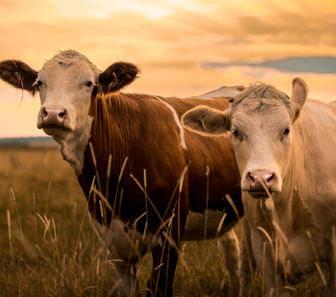 Controlling Bovine Viral Diarrhoea (BVD) | Farming Connect