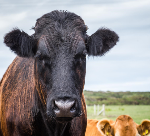 Beef Breeding and Genetics | Farming Connect