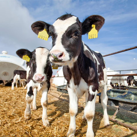 Calf Weaning and Rumen Development | Farming Connect