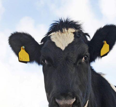 Eye Conditions in Cattle | Farming Connect