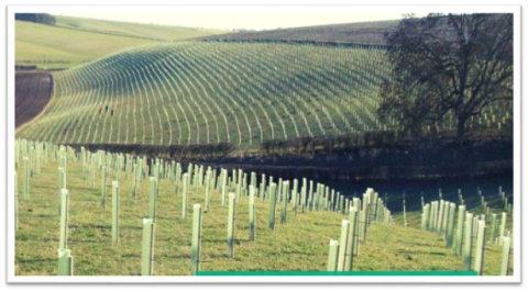 The Glastir woodland creation expression of interest window has been ...