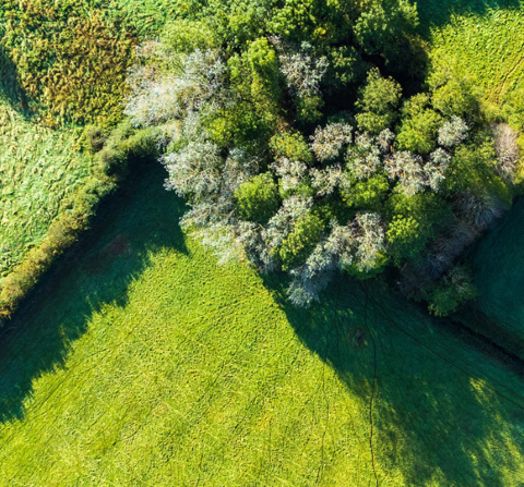Sustainable Farming: Hedgerow Management Cycle | Farming Connect