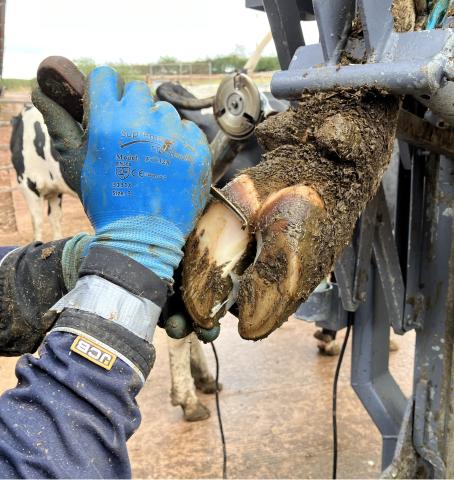 Intermediate Hoof Trimming (Cattle) – 3 day | Farming Connect