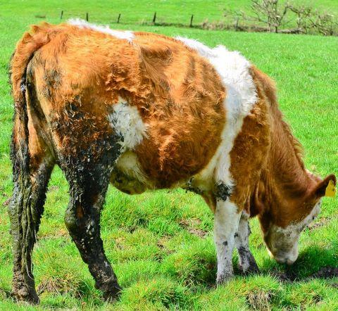 Johne’s Disease in Cattle | Farming Connect