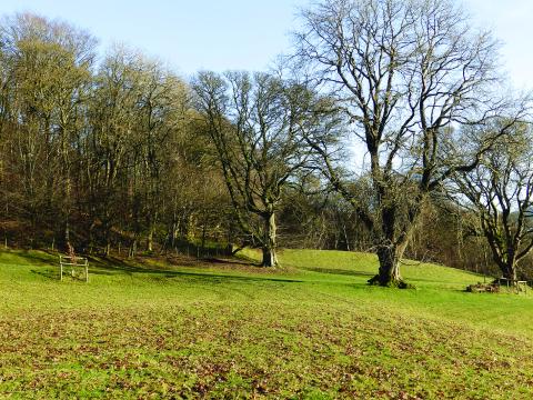 Lantra Professional Tree Inspection | Farming Connect