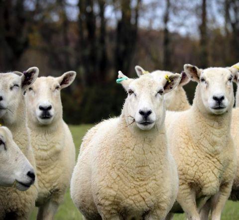 Nervous Diseases in Sheep | Farming Connect