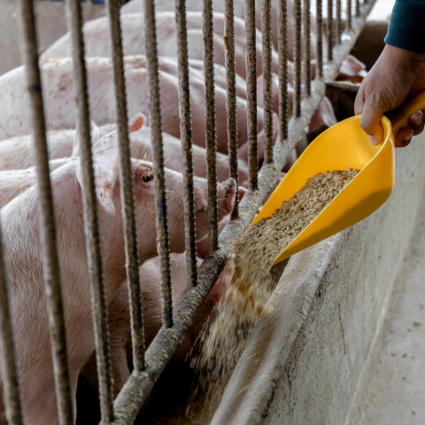 Pig Nutrition, Feed Efficiency and Alternative Feeds | Farming Connect