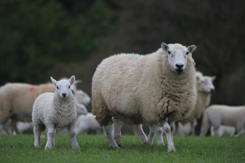 Farming Connect bid to support genetic improvement in Welsh sheep ...