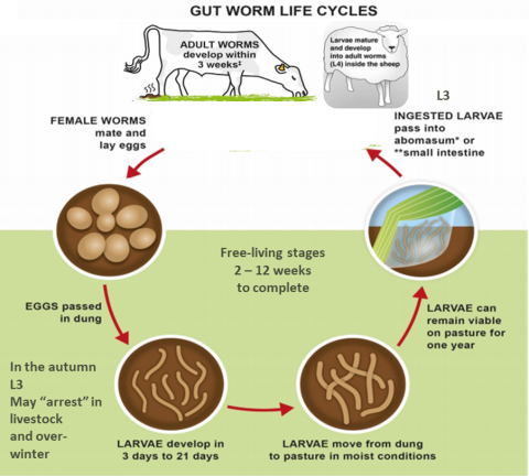 Gastrointestinal roundworms in cattle – consequences, cause, and ...