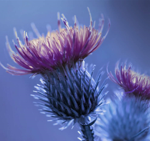 Weed Control | Farming Connect