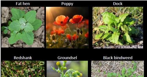 Weed control in field vegetable production | Farming Connect