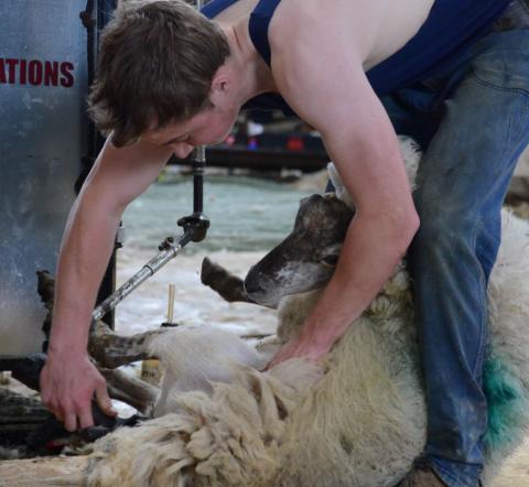 sheep clipping courses
