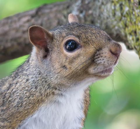 grey squirrel control grant