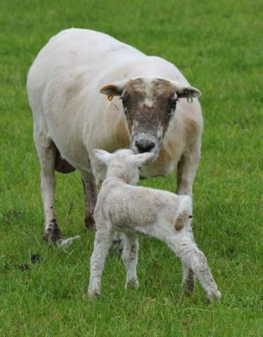 Improving lamb survival | Farming Connect