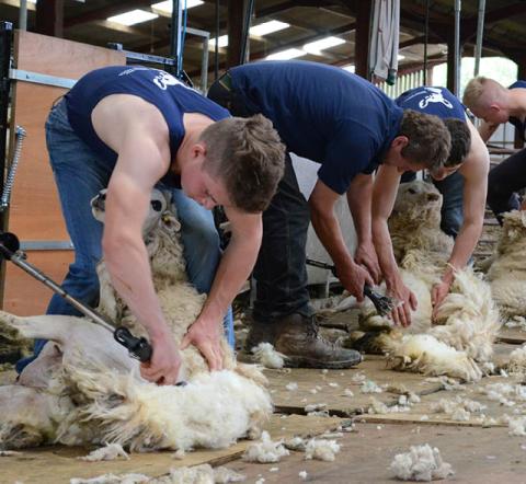 sheep clipping courses