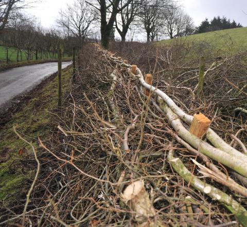 Practical Hedge Laying | Farming Connect