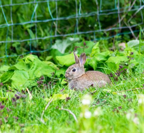 Rabbit and Mole Control - Trapping Techniques | Farming Connect
