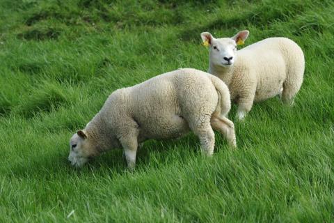 Sheep expert to share advice on exploiting lamb growth potential ...