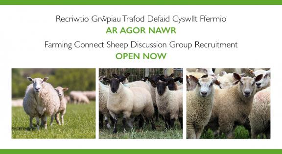 Farming Connect - helping you drive your business forward | Business Wales