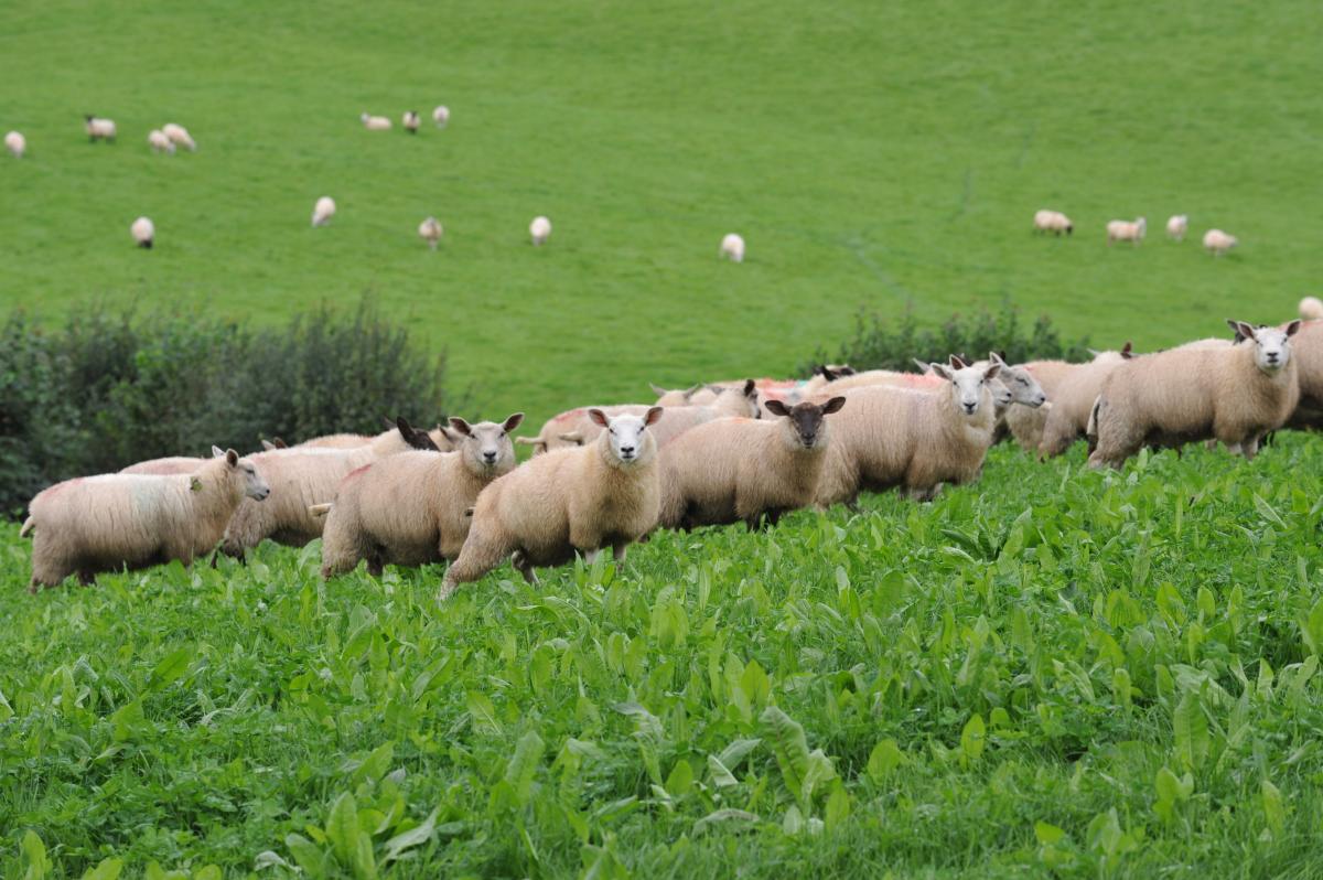 Red clover plays important role in reducing livestock farm’s input ...