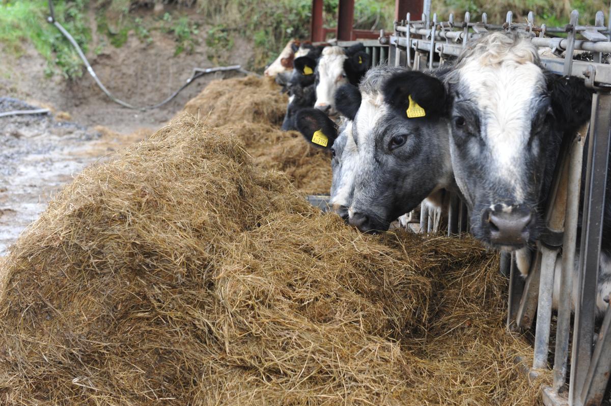 Home-mix ration offers cheaper alternative to concentrates at Welsh ...