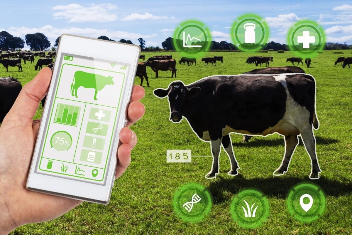 The future of technologies for cattle fertility and calf health ...