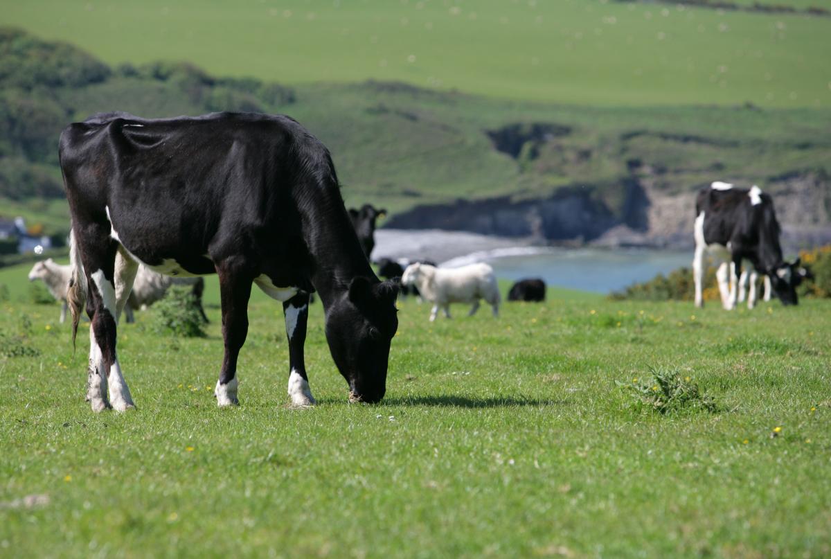 The benefits of mixed grazing approaches in grassland-livestock systems ...