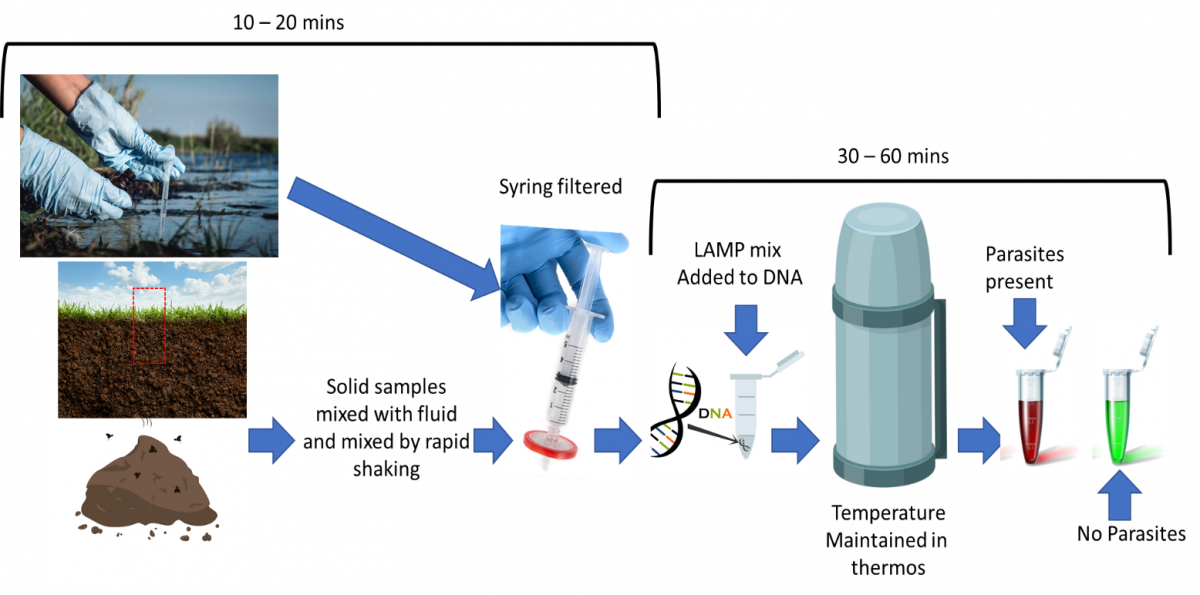 Gastrointestinal roundworms in cattle – consequences, cause, and ...