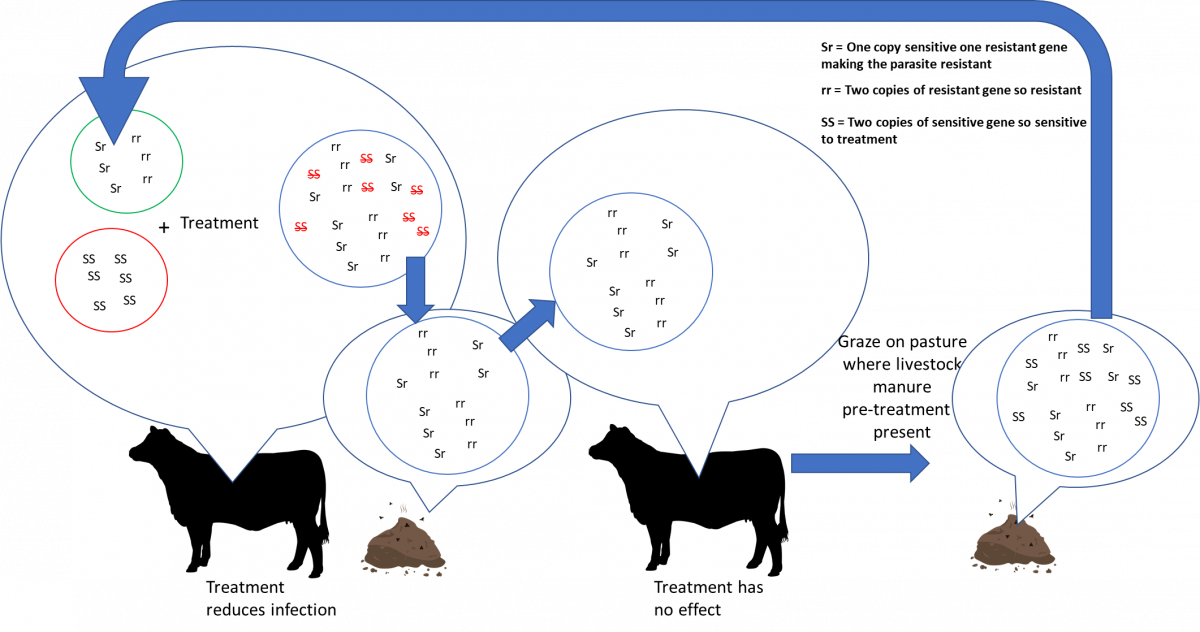 Gastrointestinal roundworms in cattle – consequences, cause, and ...