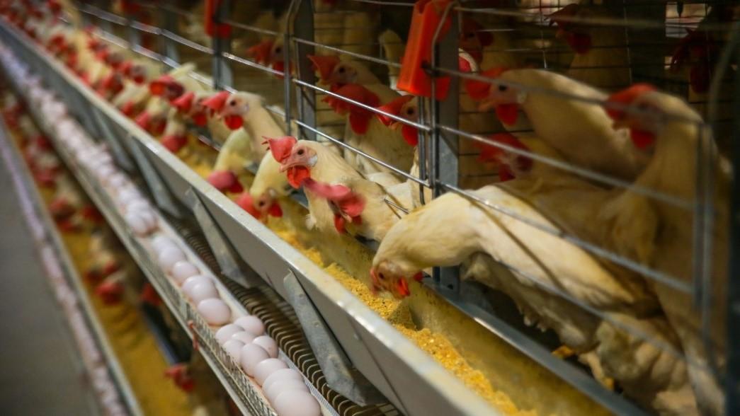 Technological prospects for poultry layer productivity | Farming Connect
