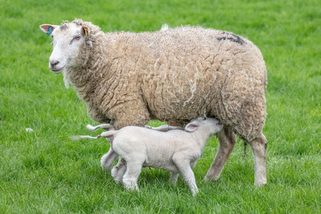 Colostrum management for the best start in life | Farming Connect
