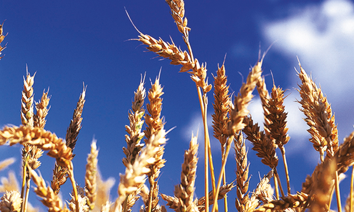 Arable | Farming Connect