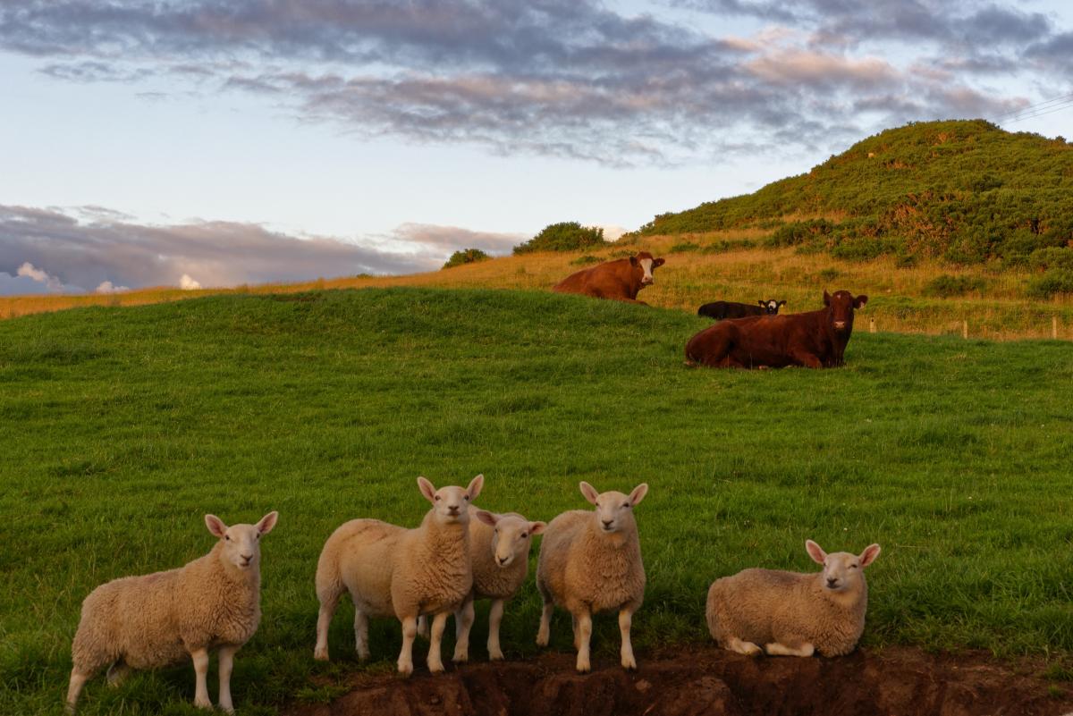 The benefits of mixed grazing approaches in grassland-livestock systems ...
