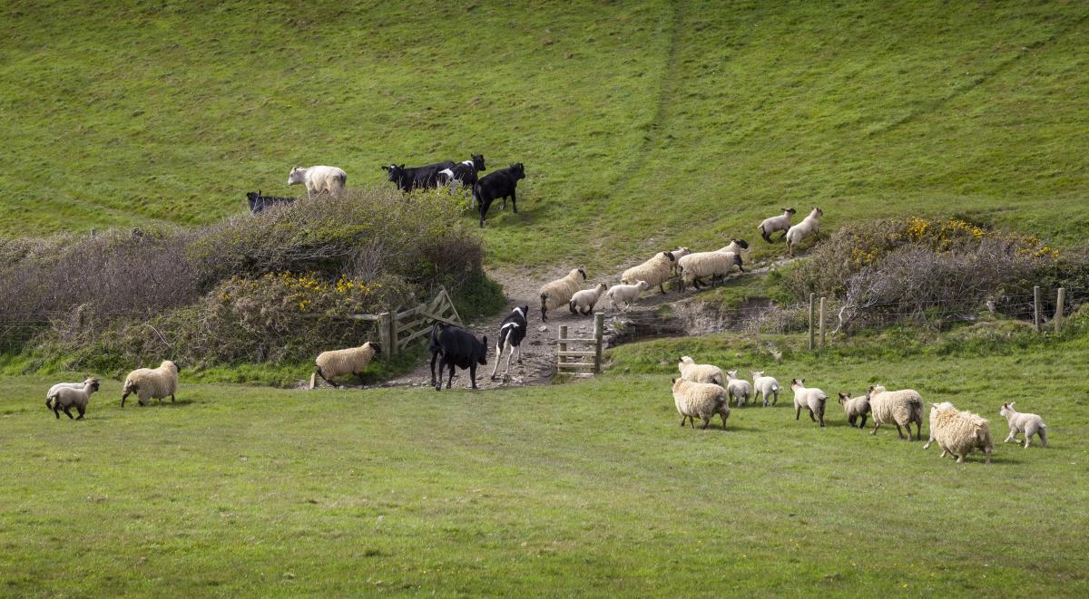 The benefits of mixed grazing approaches in grassland-livestock systems ...