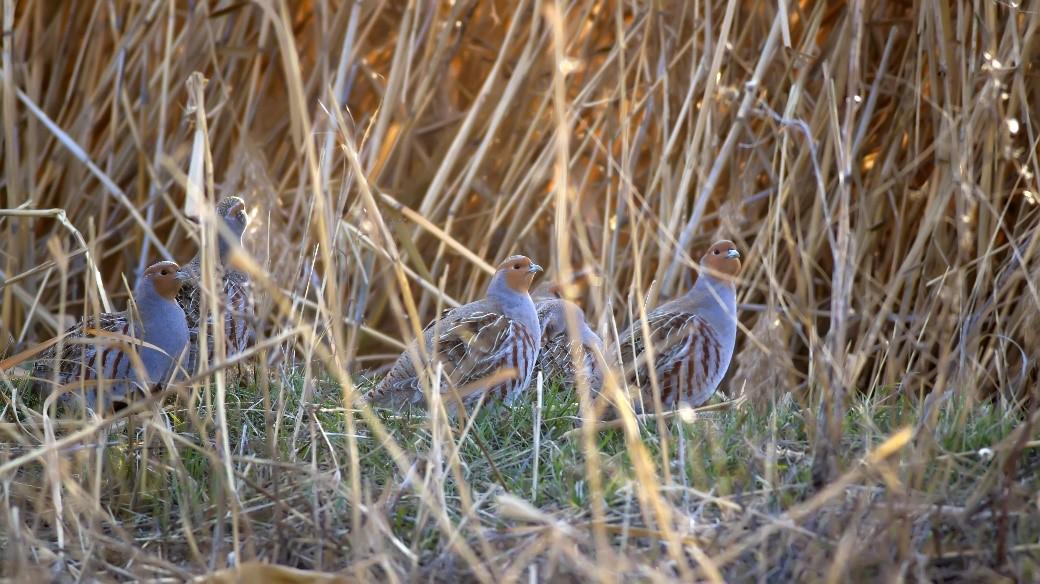 Supporting farmland birds: Supplementary feeding and long-term habitat ...