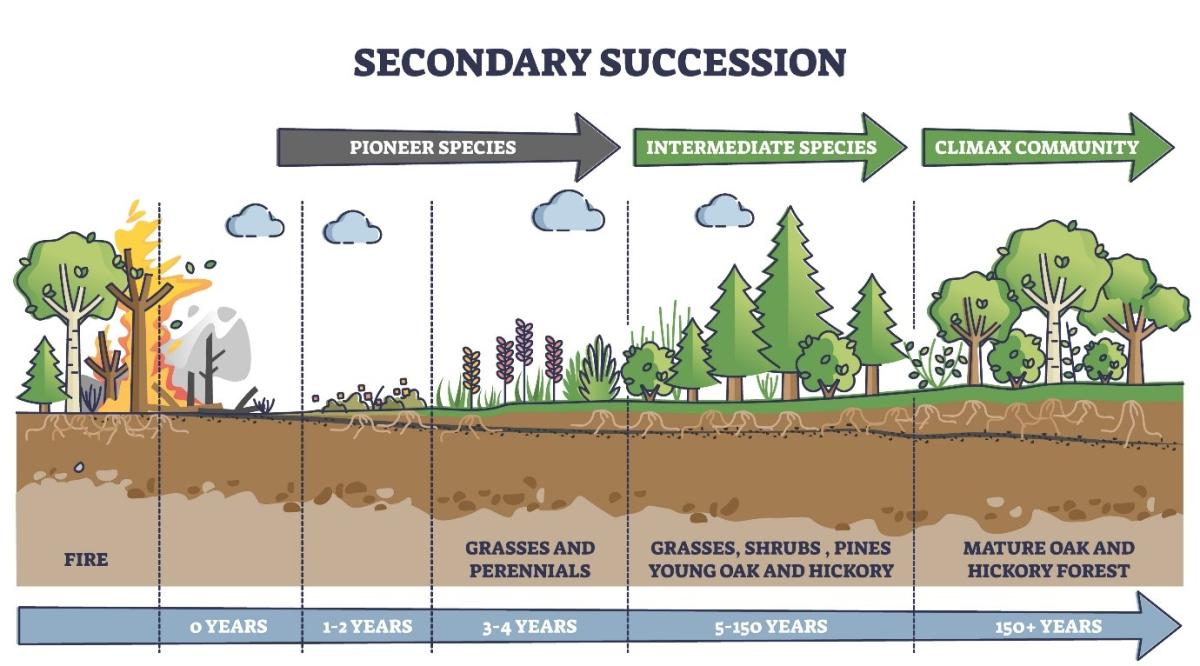 Battling Bracken: Control and alleviation strategies | Farming Connect