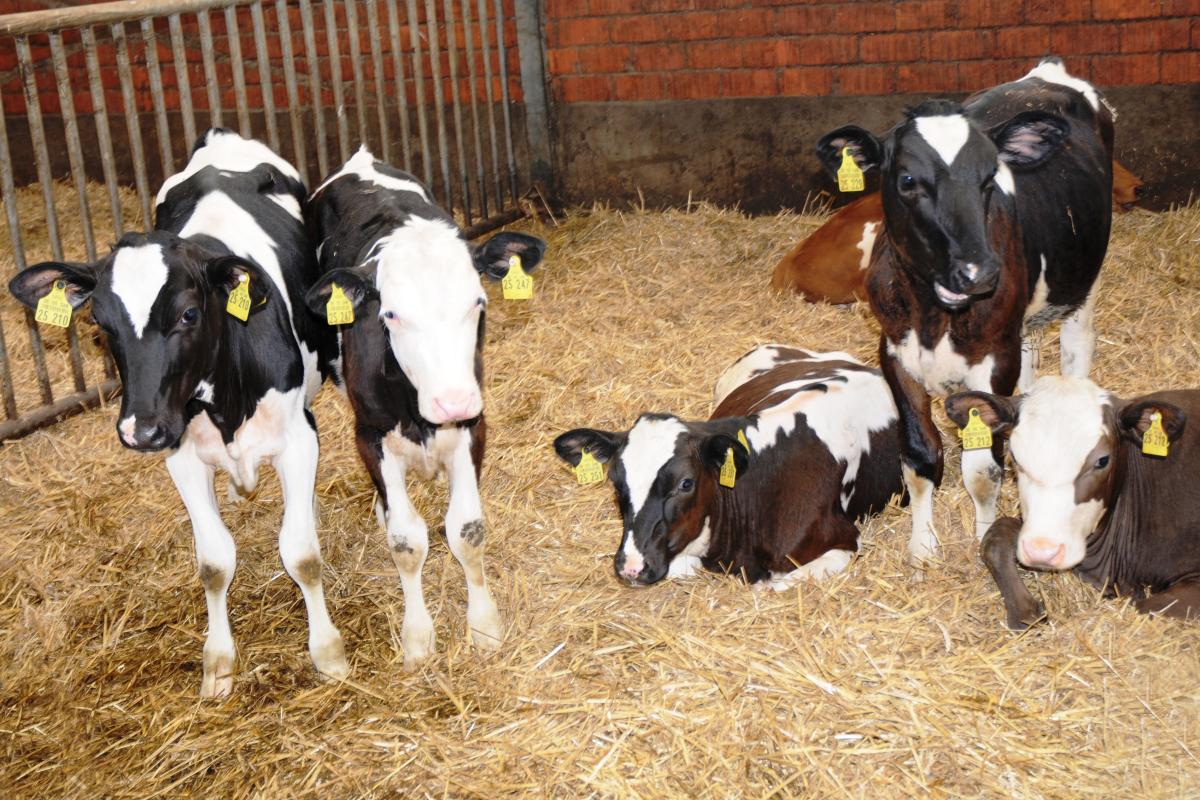 The importance of calf pre weaning nutrition | Farming Connect