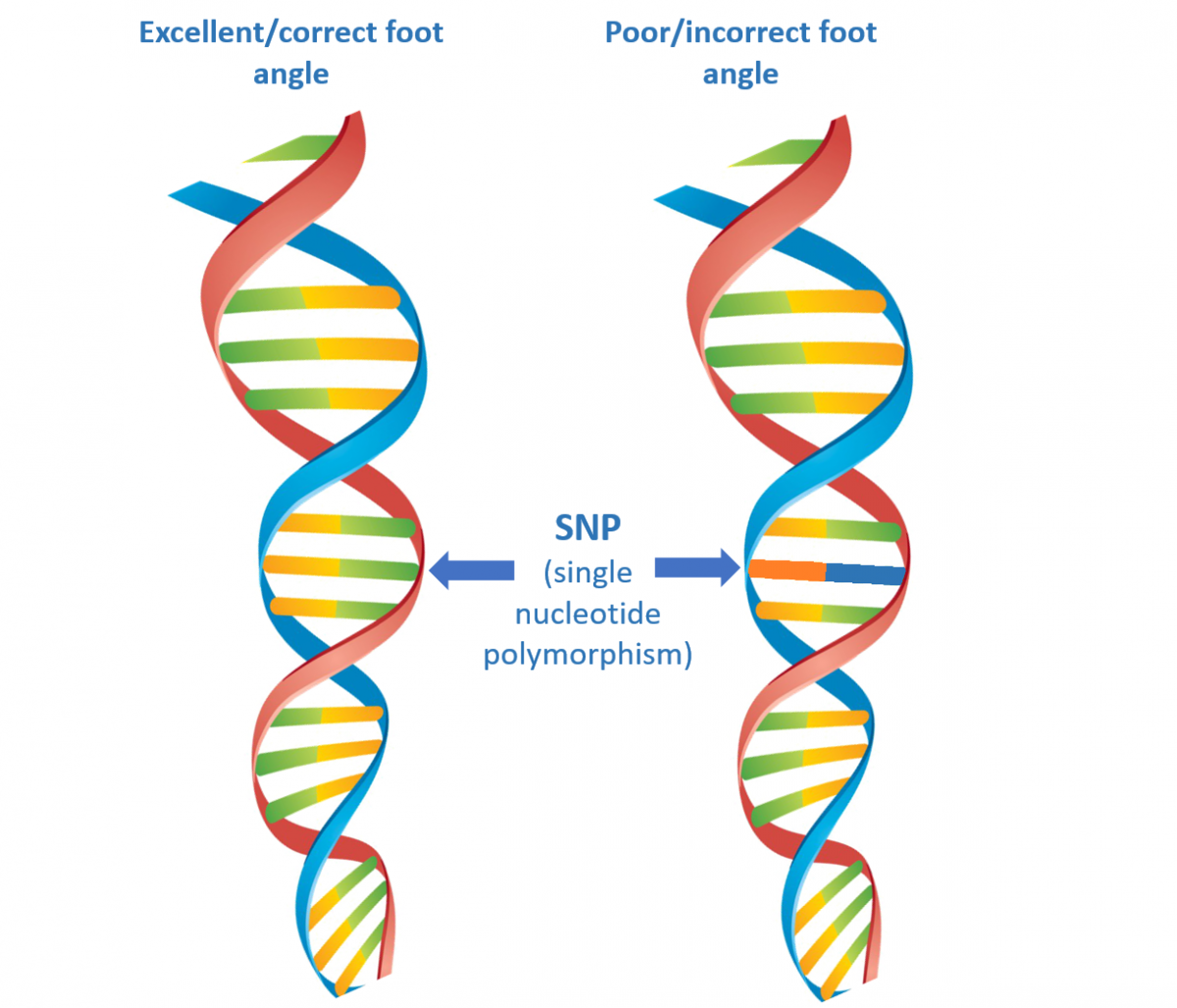 It takes two to tango - genomic testing of female dairy cattle ...