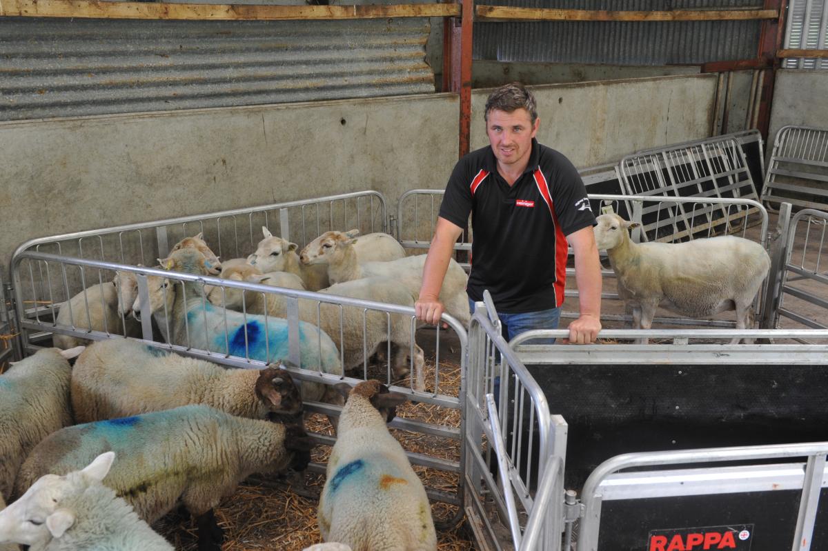 Prompt weaning of lambs beneficial to ewe condition at tupping ...