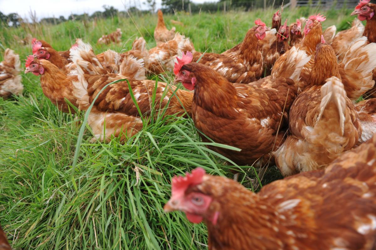 Caution urged around growth in Welsh poultry sector despite strong ...