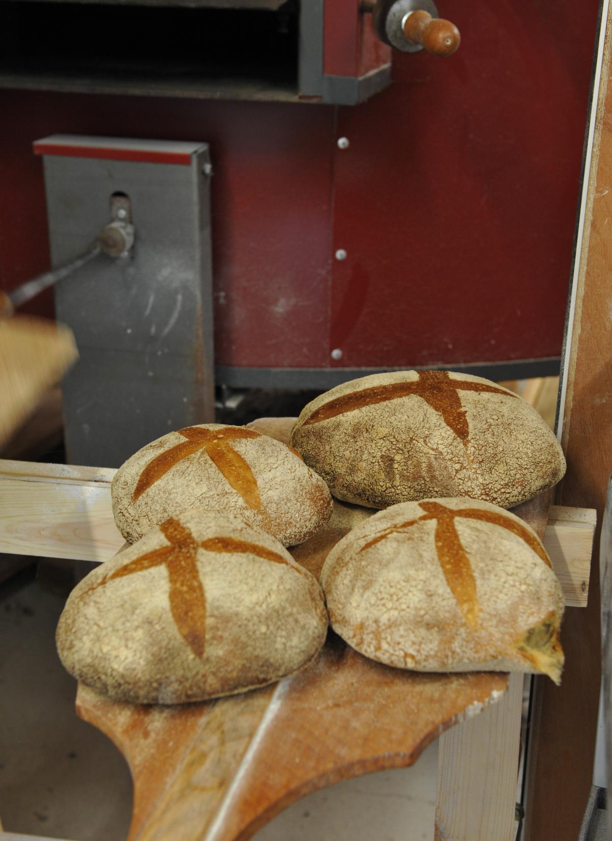 Bakers trial ancient grain varieties being grown in Wales | Farming Connect