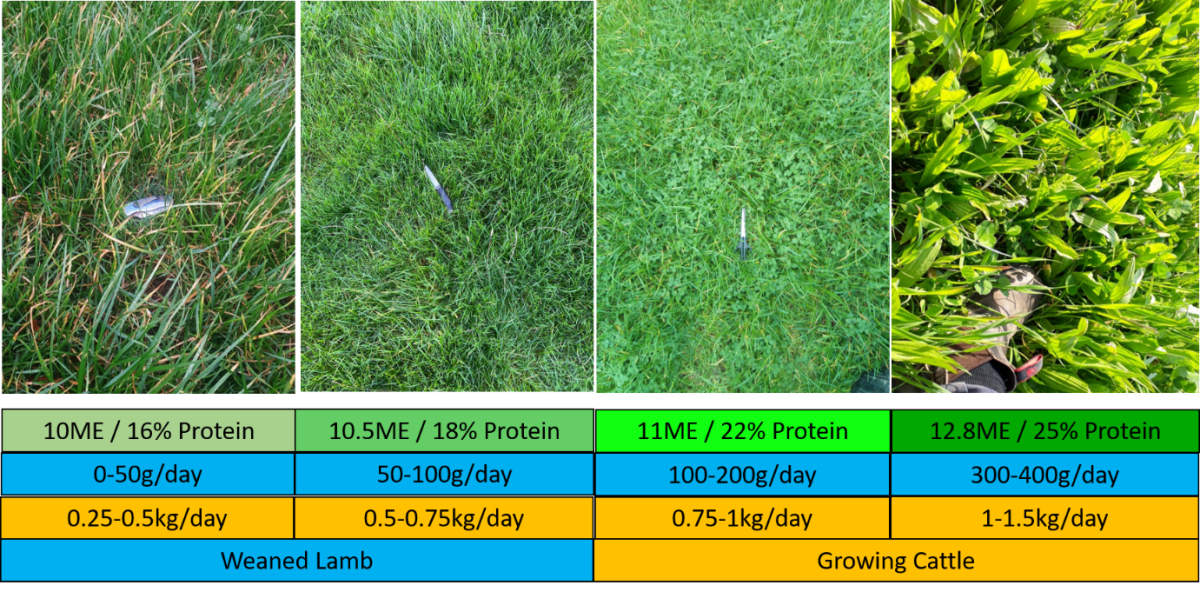 Pasture Quality | Farming Connect