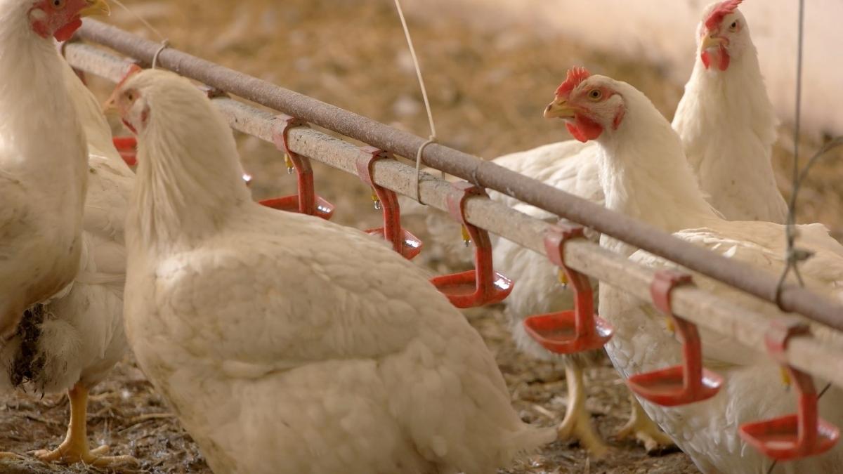 Part 2: Greenhouse gas emissions & environmental impacts of the poultry ...