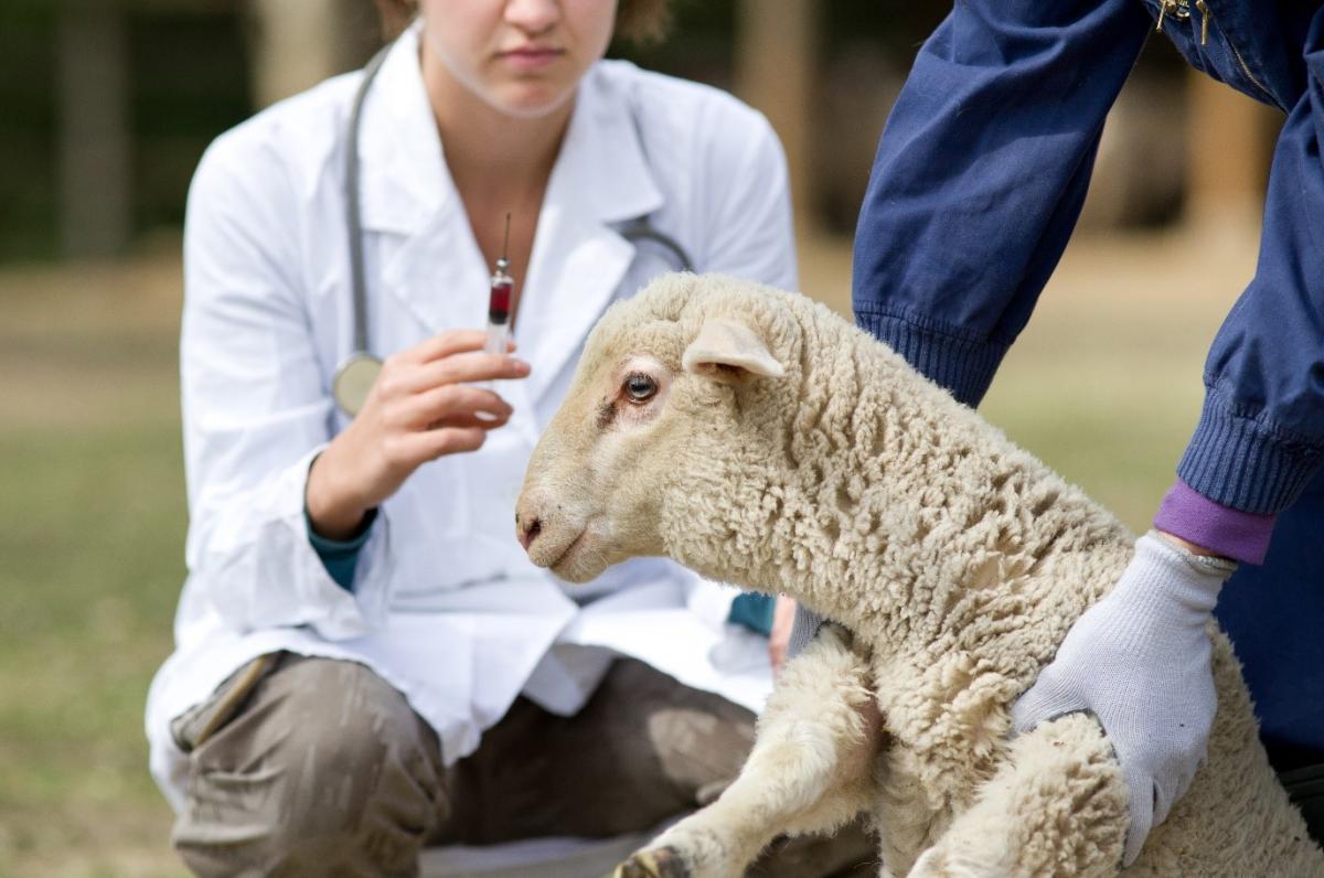 Sheep scab: update and future considerations | Farming Connect