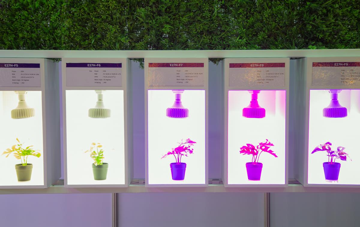 The potential for growing plants under artificial light | Farming Connect