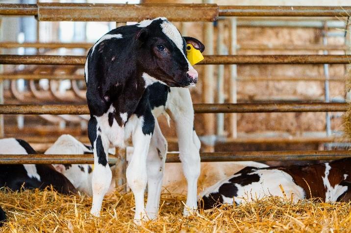 Calf Housing and Bovine Respiratory Disease | Farming Connect