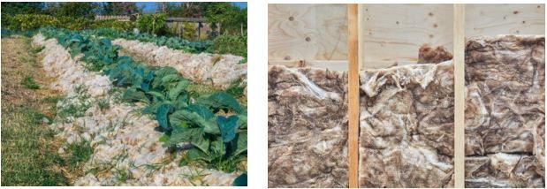 Future Opportunities for Sheep Genetics in Wales: Breeding for Improved ...