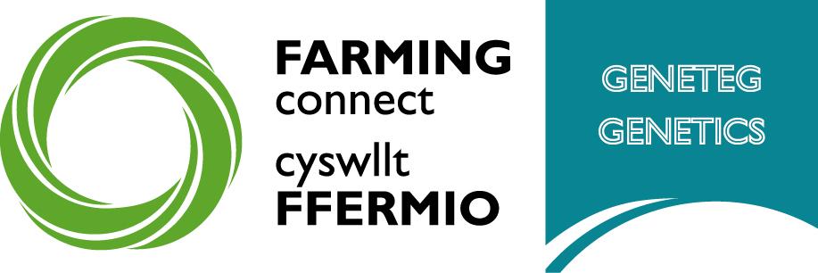 Welsh Sheep Genetics Programme | Farming Connect