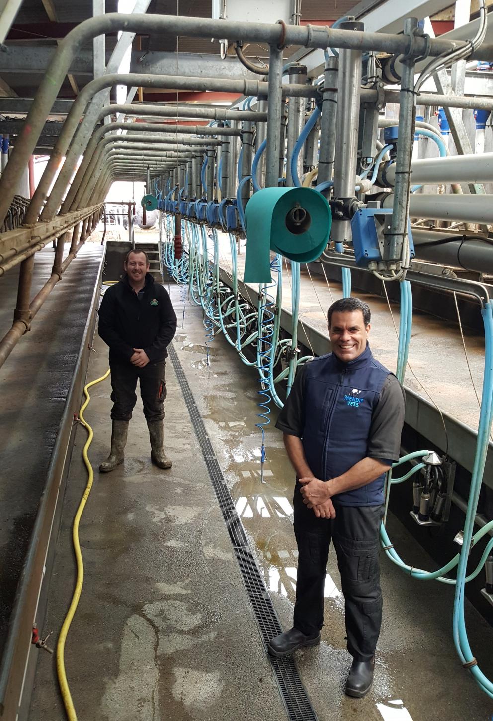 Overmilking indicated as one of the biggest factors affecting dairy ...